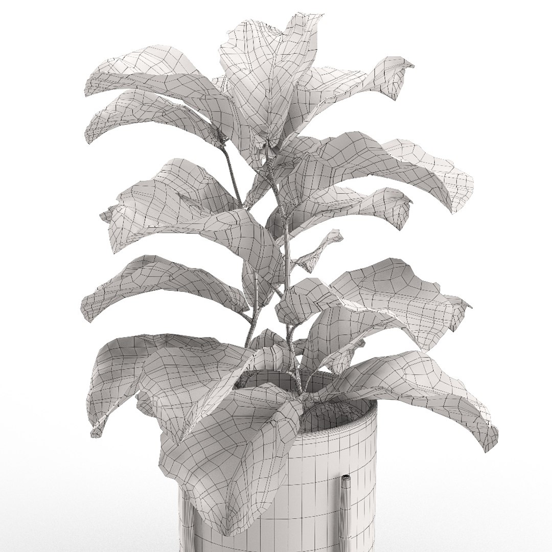 3D Plant 012 - Ficus - TurboSquid 1229665
