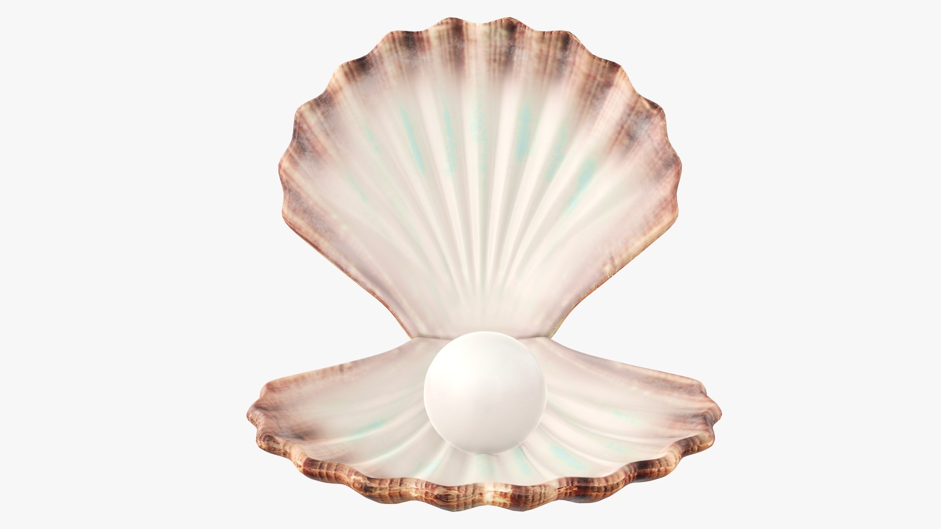 Shell Pearl Sea 3D Model - TurboSquid 1644699