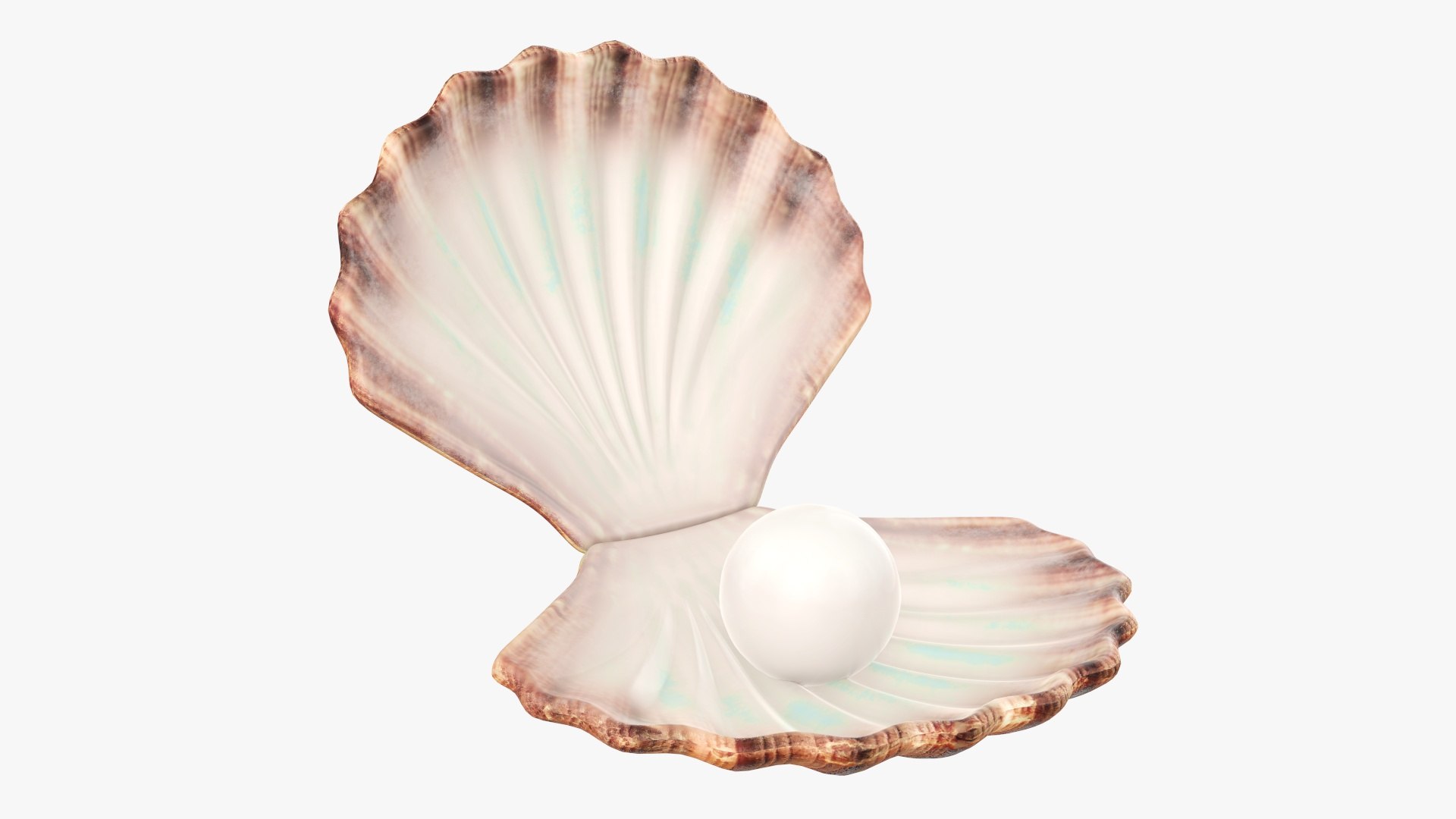 Shell Pearl Sea 3D Model - TurboSquid 1644699