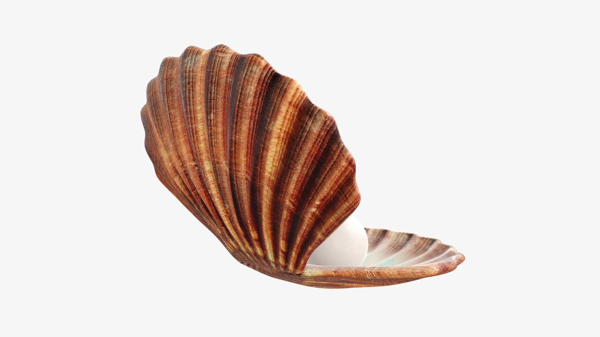 Shell Pearl Sea 3D Model - TurboSquid 1644699