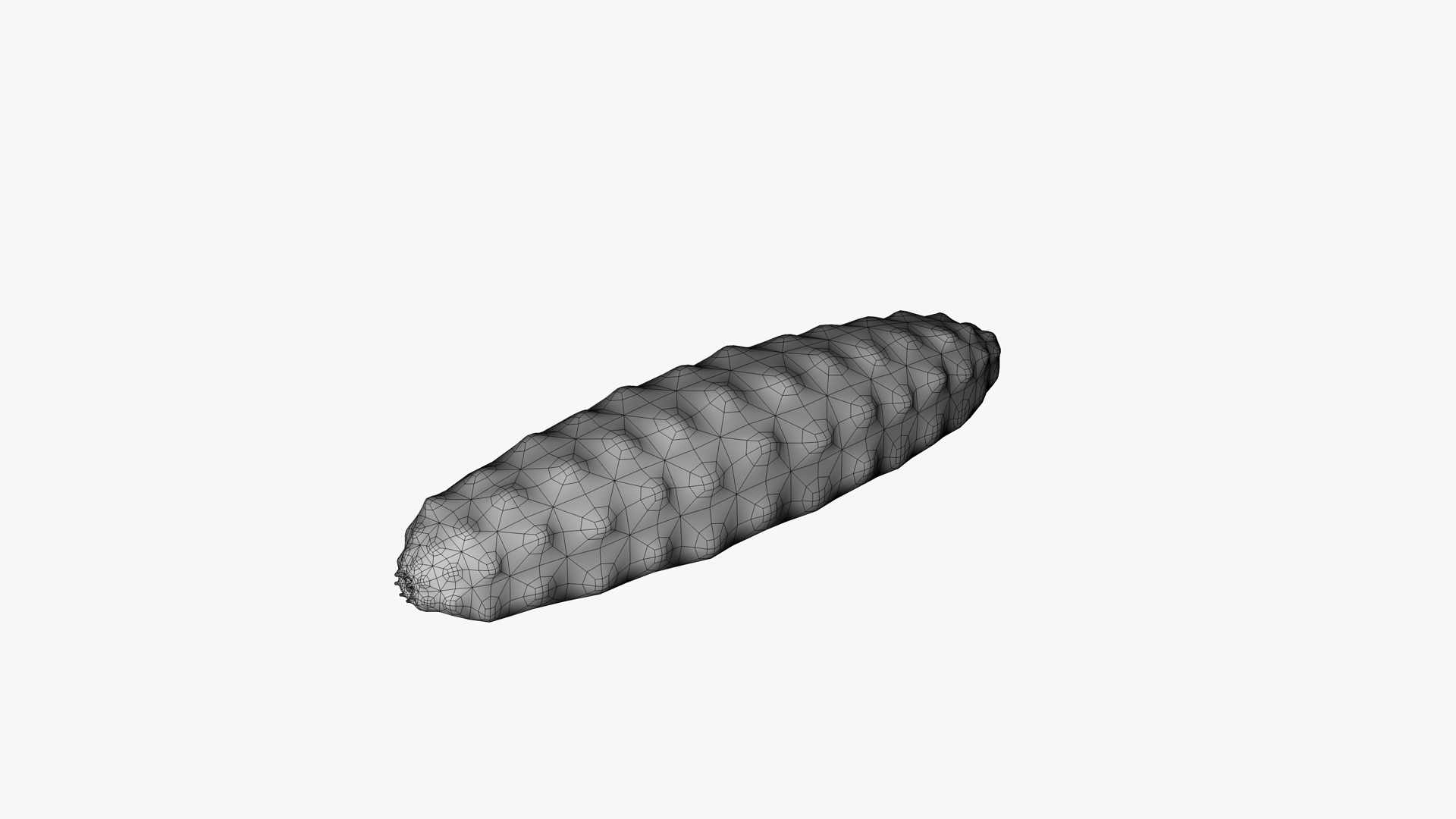 Sea Cucumber 3d Model