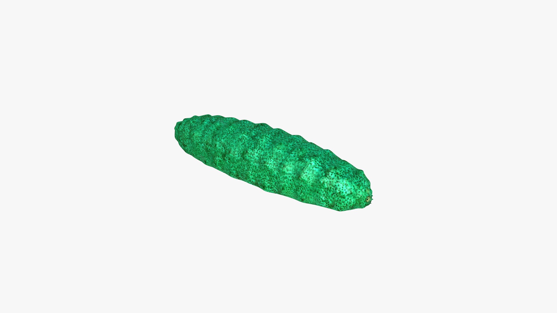 Sea Cucumber 3d Model