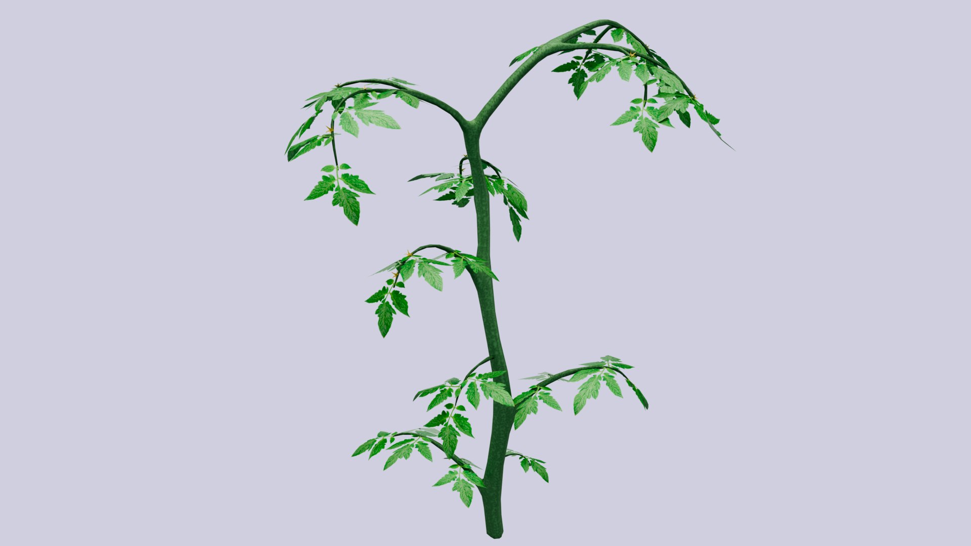 Tomato bush Low-poly 3D model - TurboSquid 2183769