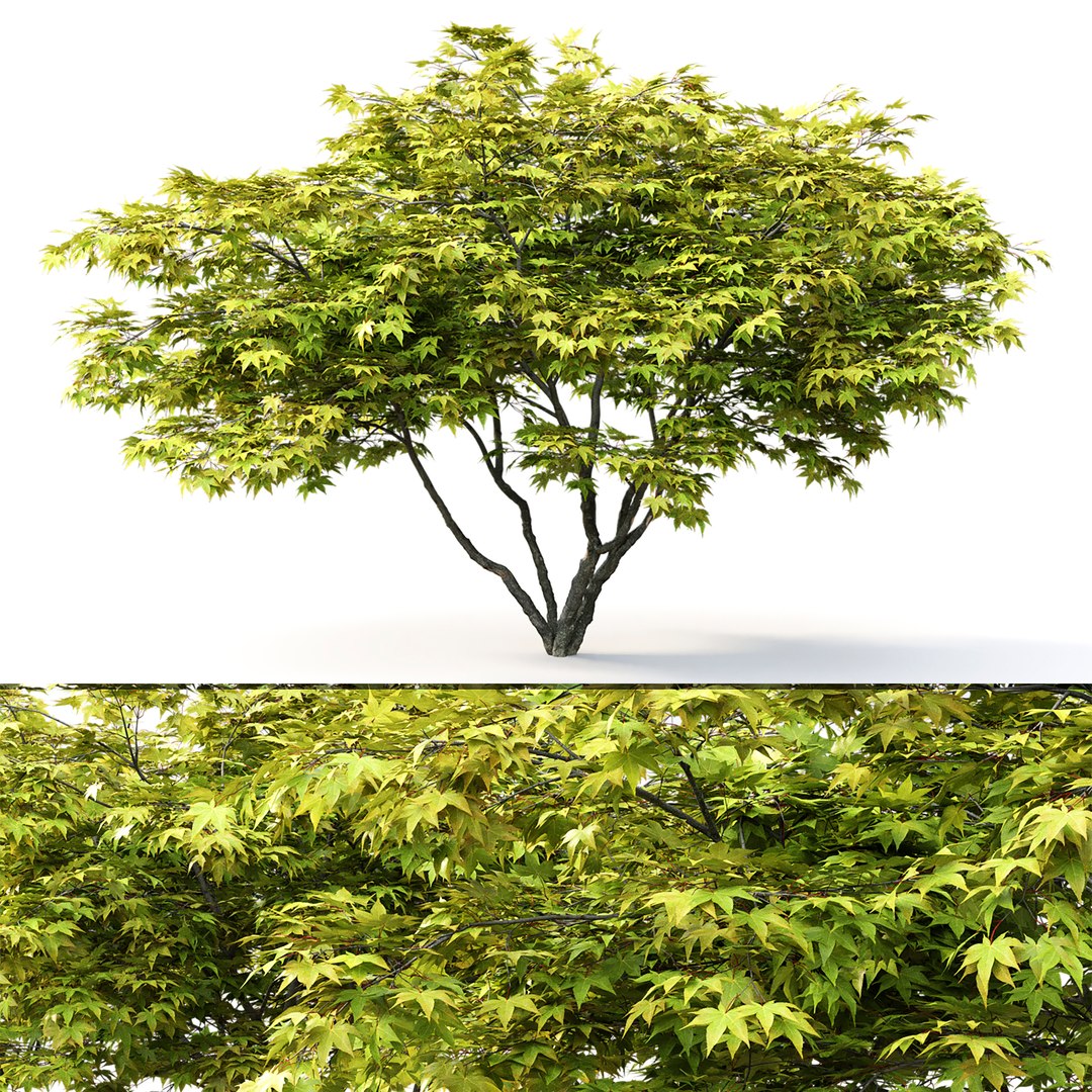 3D Tree Nature Model - TurboSquid 1687437