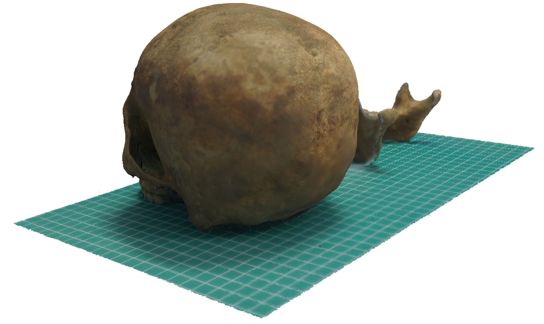 skull and jaw3D模型 - TurboSquid 1996216