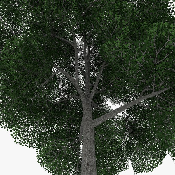 white oak tree 3d model