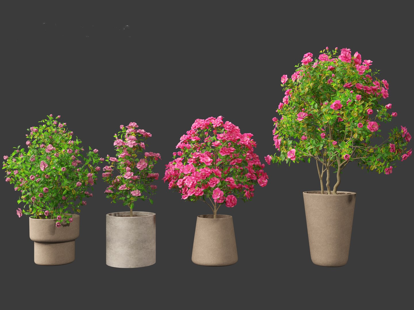 Camellia Japonica - Japanese Camellia 01 3D Model - TurboSquid 2143189