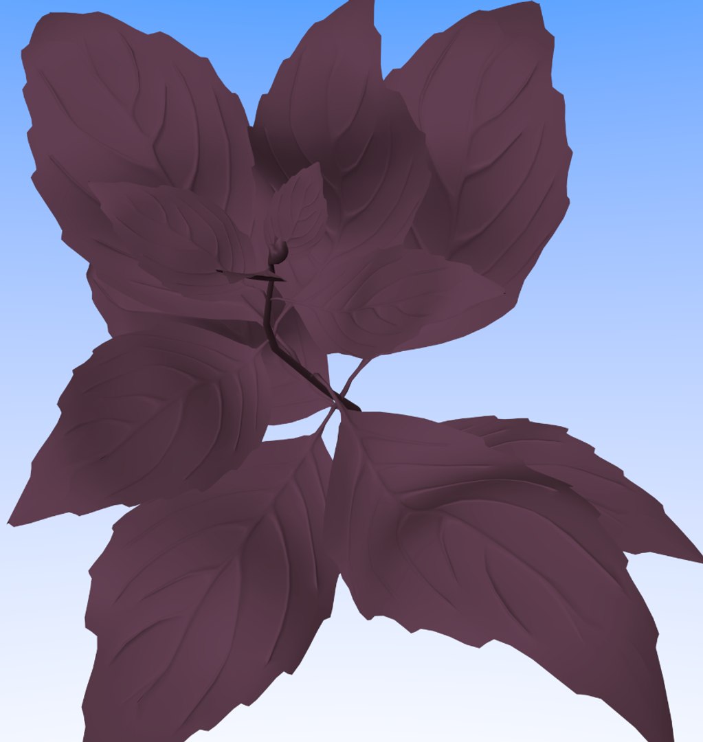3D Basil Model - TurboSquid 1318299