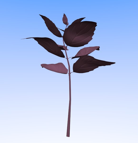 3D basil model - TurboSquid 1318299