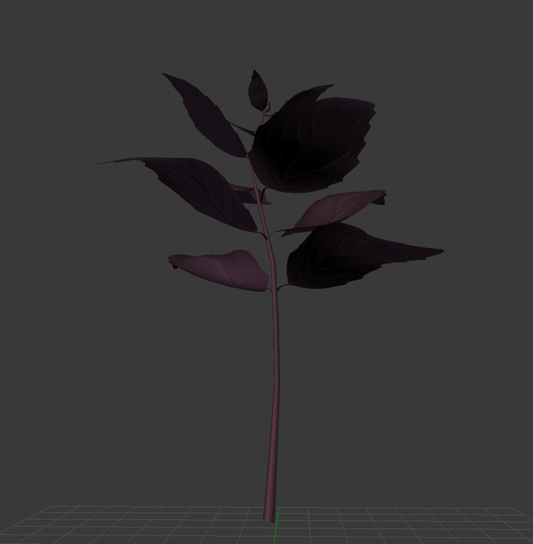 3D Basil Model - TurboSquid 1318299