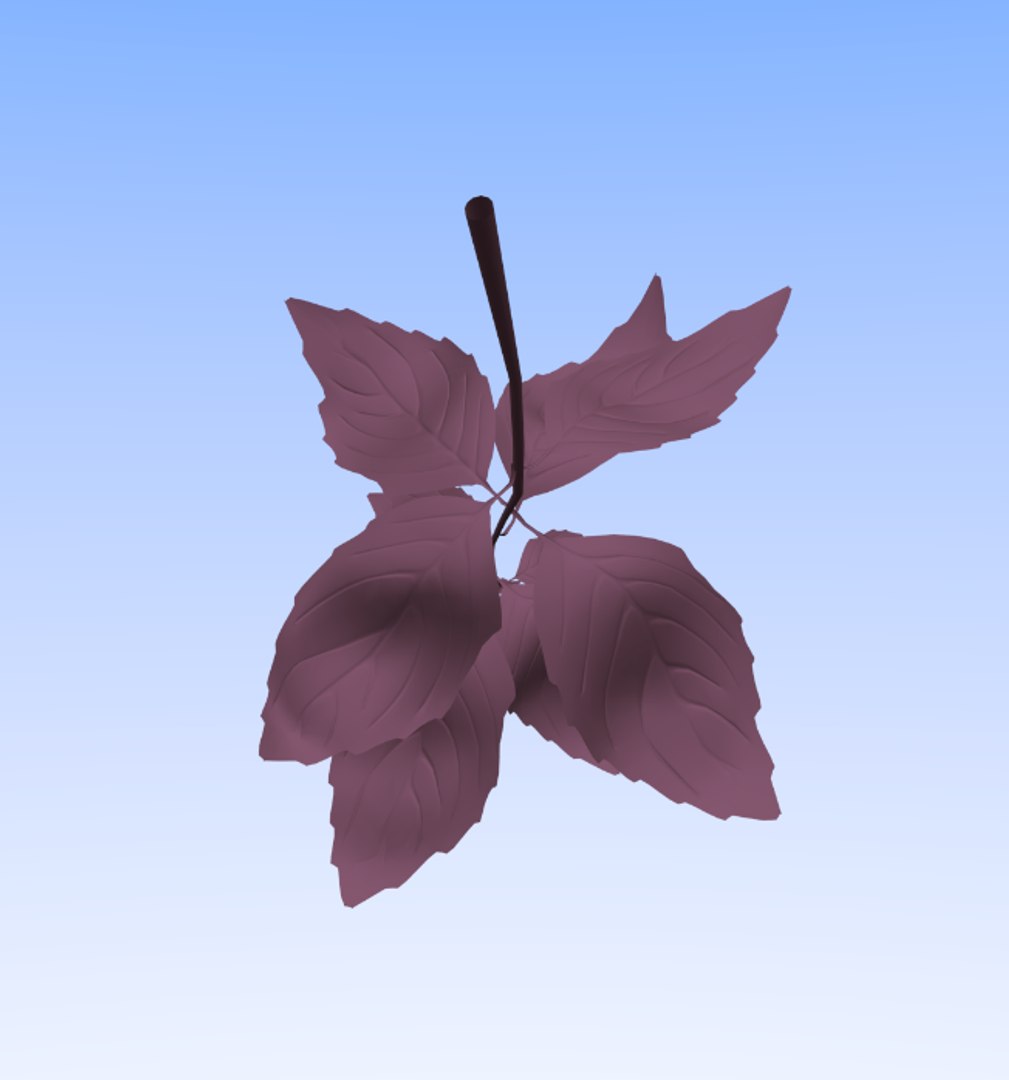 3D Basil Model - TurboSquid 1318299