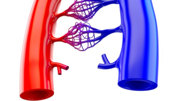 modelo 3d Intercambio de sangre capilar - TurboSquid 2188547