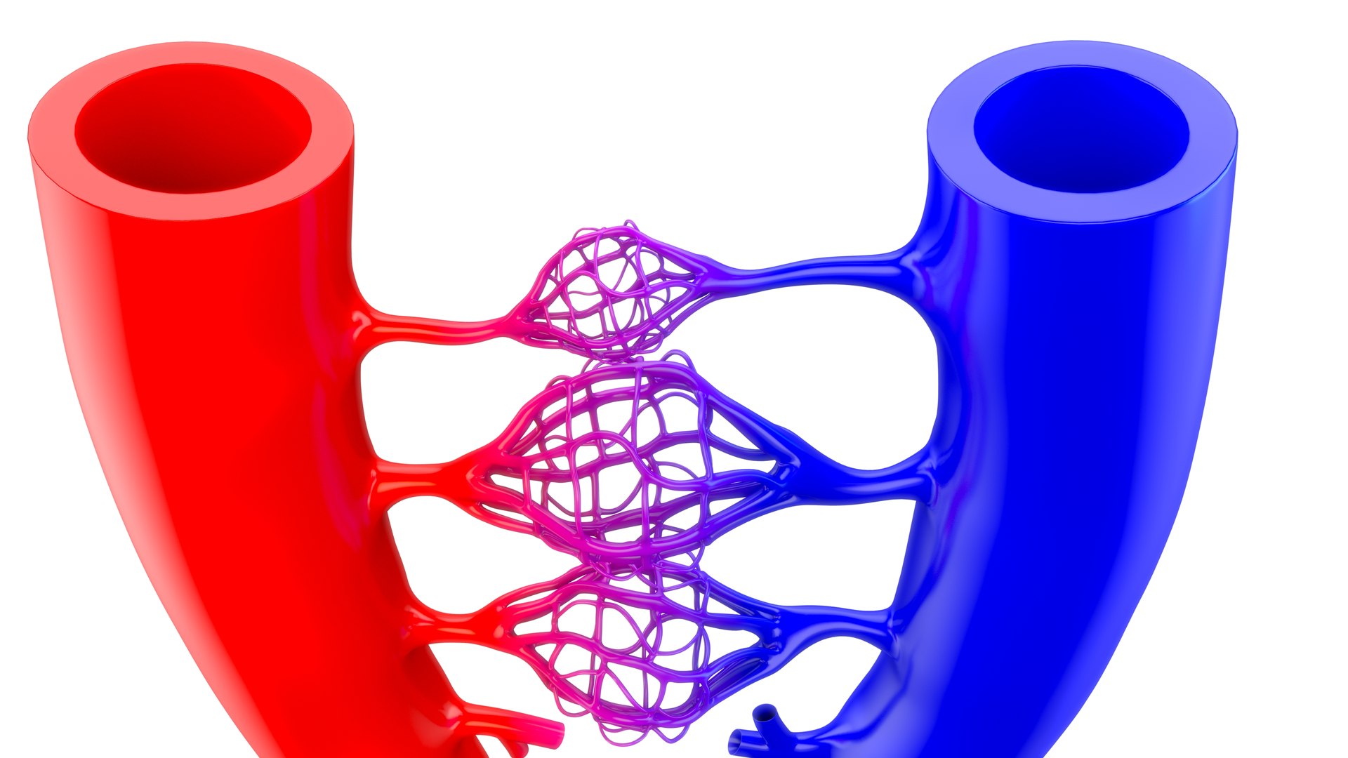 Capillary Blood Exchange Model - TurboSquid 2188547