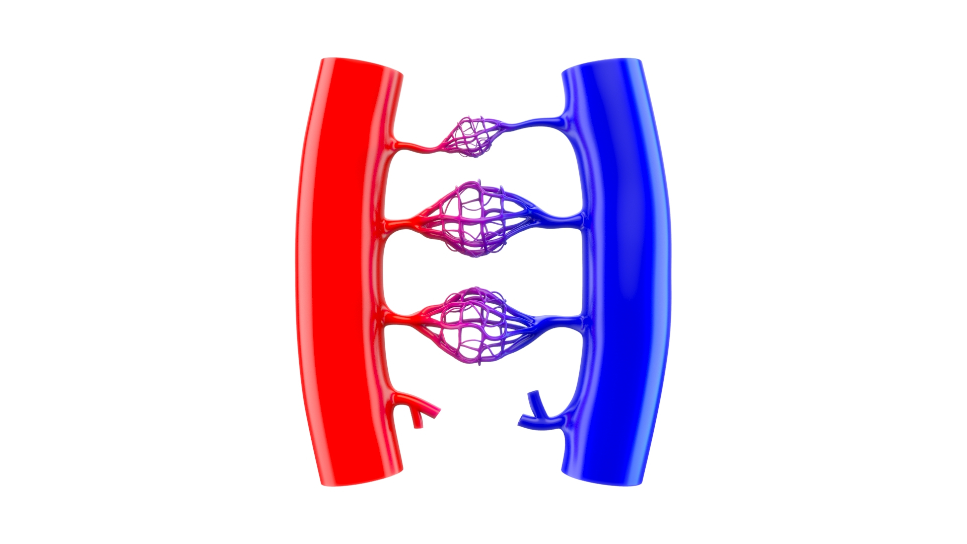 Capillary Blood Exchange Model - TurboSquid 2188547