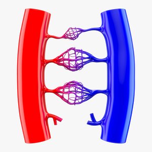 Blood Vessel USD Models for Download | TurboSquid