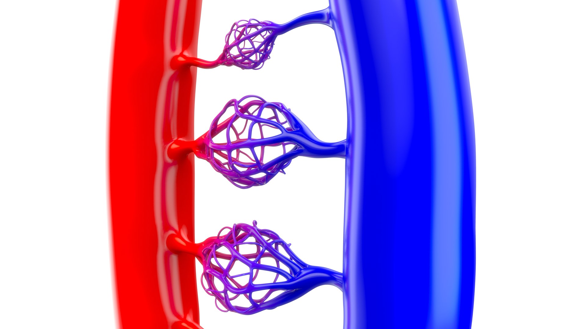 Capillary Blood Exchange Model - TurboSquid 2188547