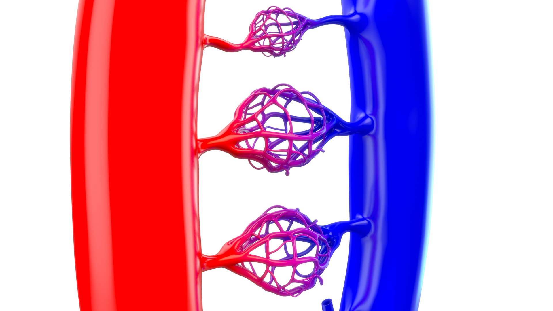 Capillary Blood Exchange Model - TurboSquid 2188547