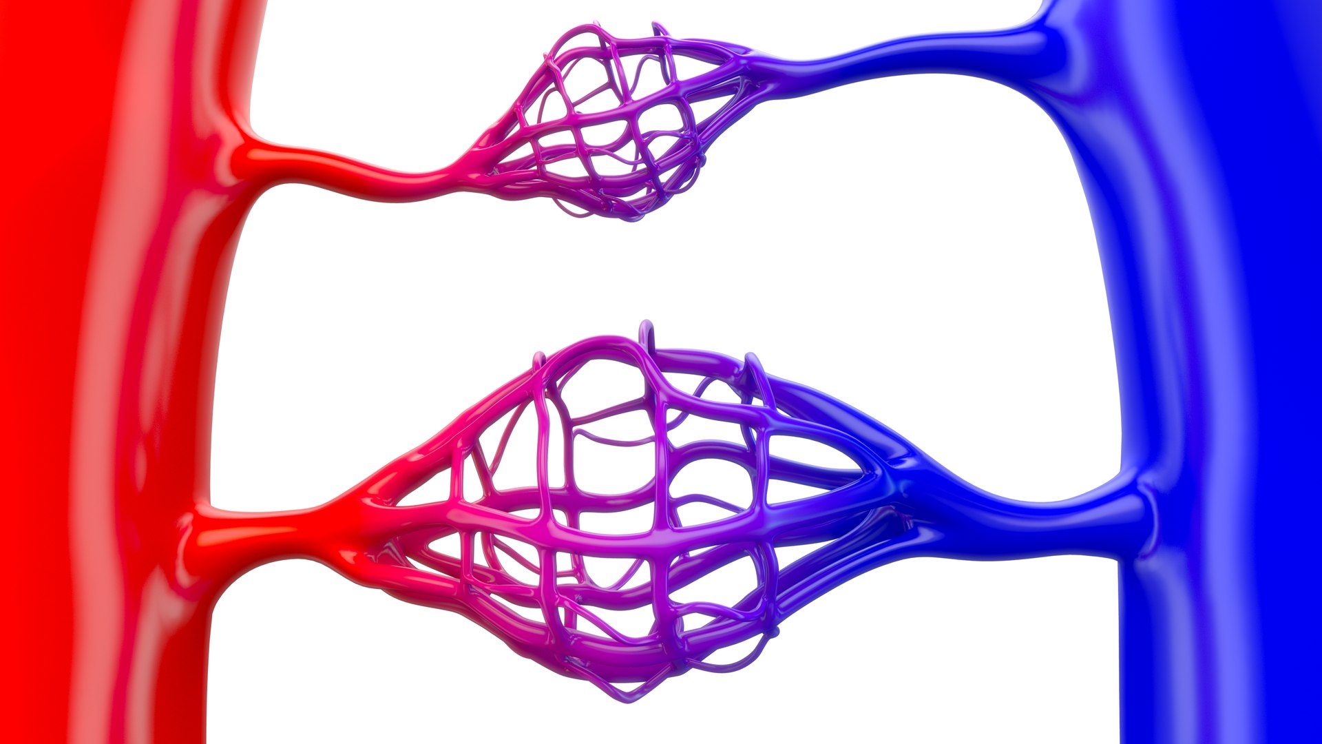 Capillary Blood Exchange Model - TurboSquid 2188547