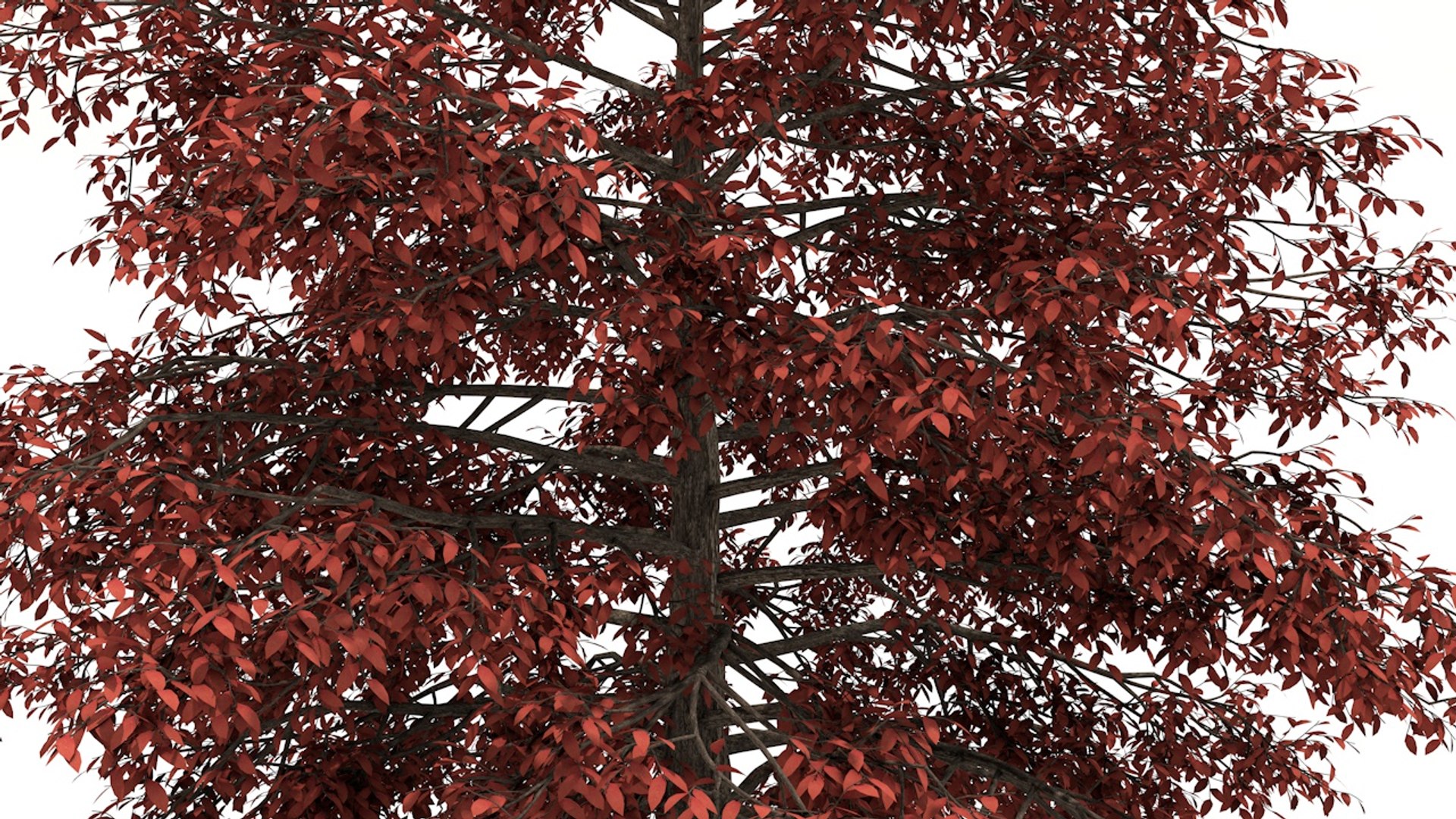 3D Red Maple Tree Model - TurboSquid 1401150