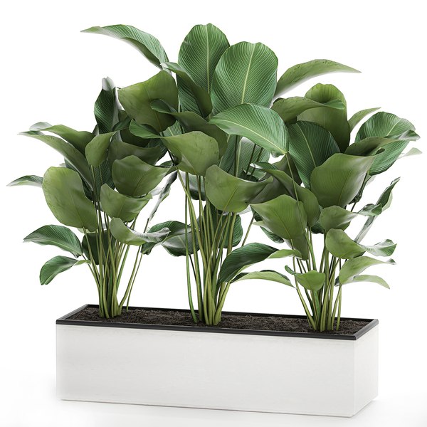 흰색 화분 755에 관상용 식물 Calathea lutea 3D 모델 - TurboSquid 1647594