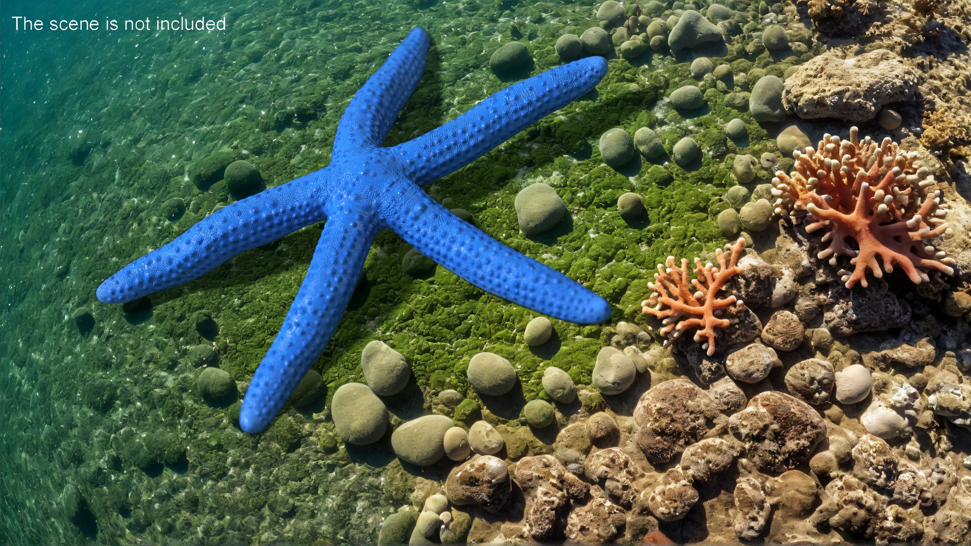 3D Linckia Laevigata Lying Pose Model - TurboSquid 2223361