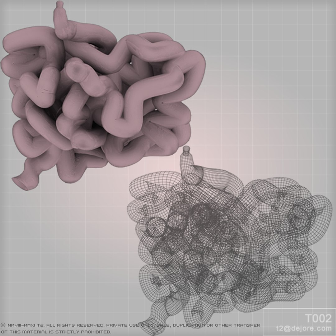 Small Intestine Digestive 3d 3ds