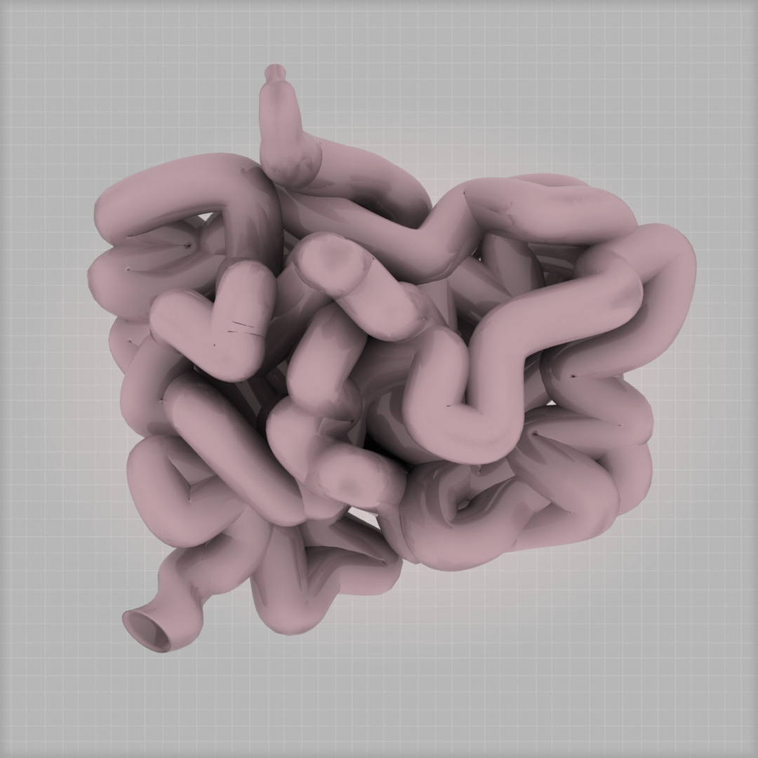 Small Intestine Digestive 3d 3ds