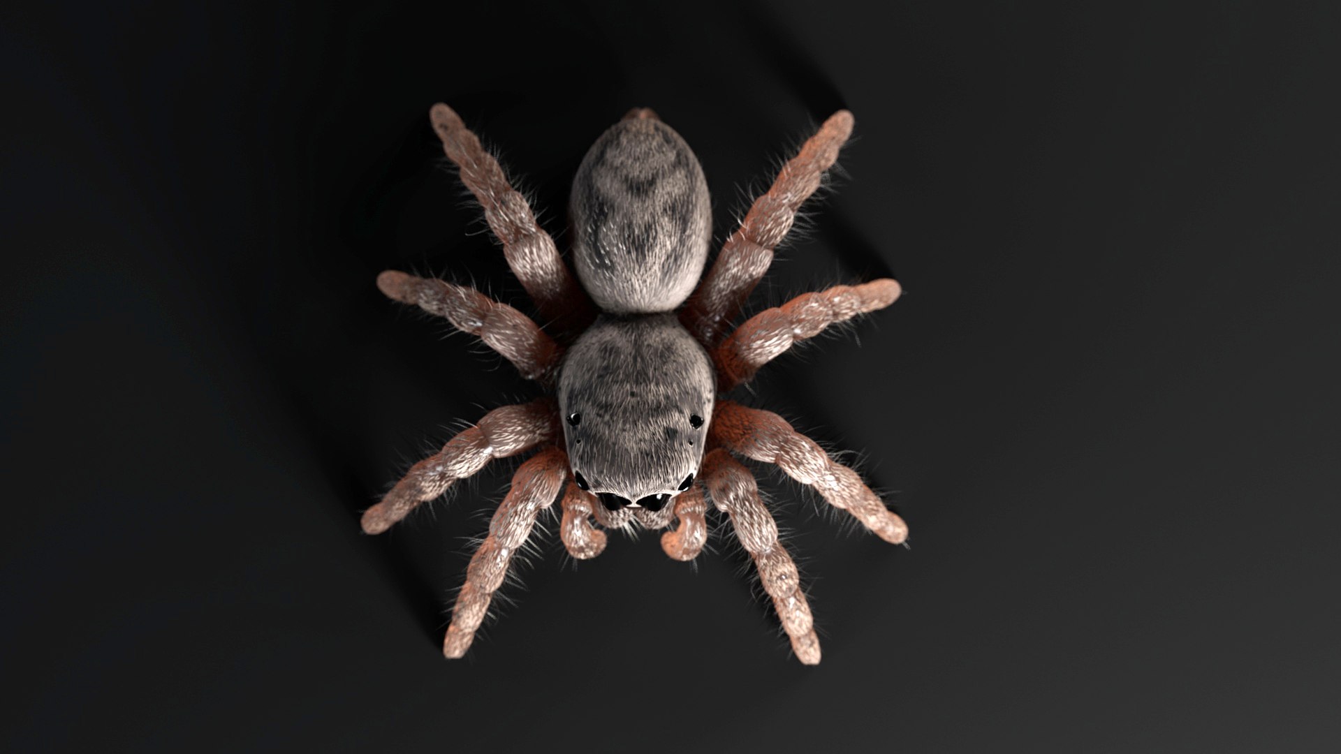 3D Jumping Spider - TurboSquid 2253370