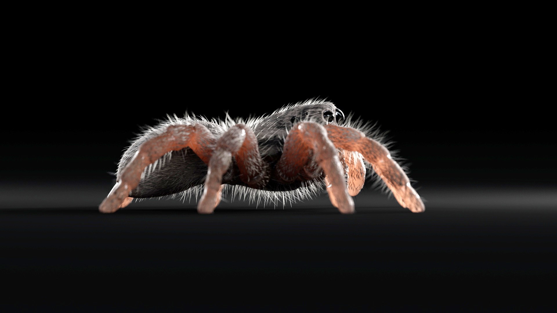 3D Jumping Spider - TurboSquid 2253370