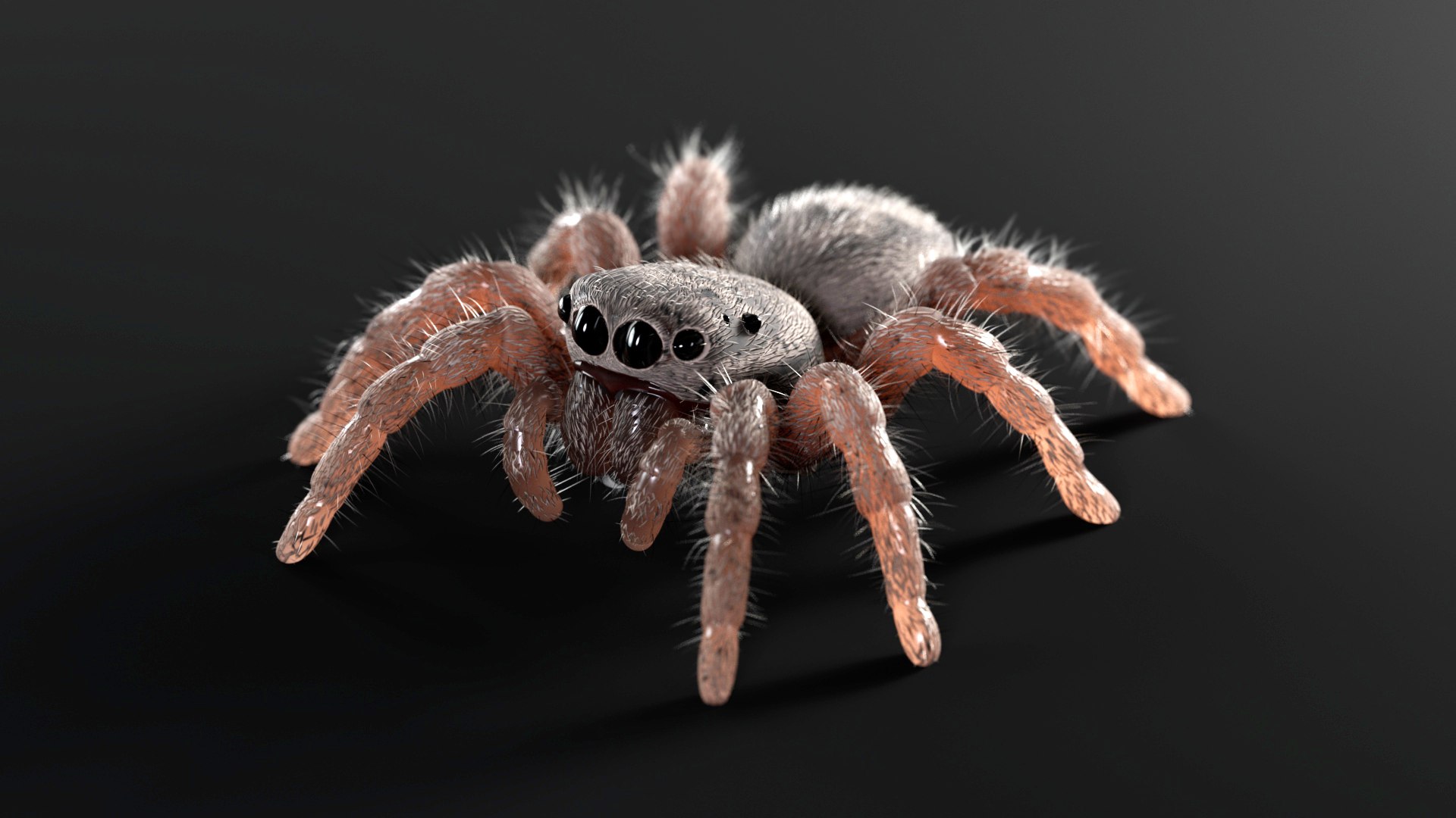 3D Jumping Spider - TurboSquid 2253370