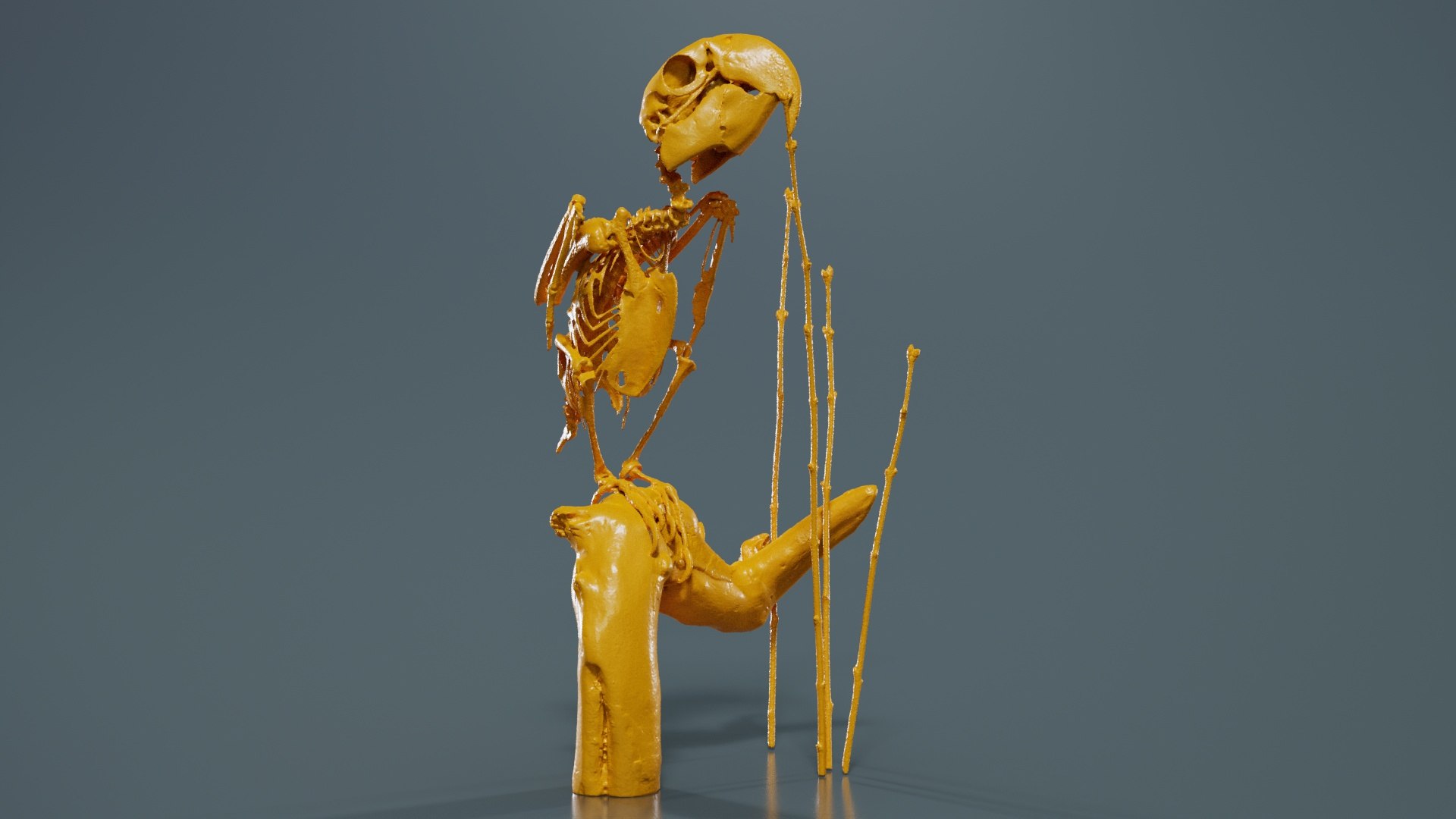 Parrot Skeleton Psittacines Remastered 3D Model - TurboSquid 2359848