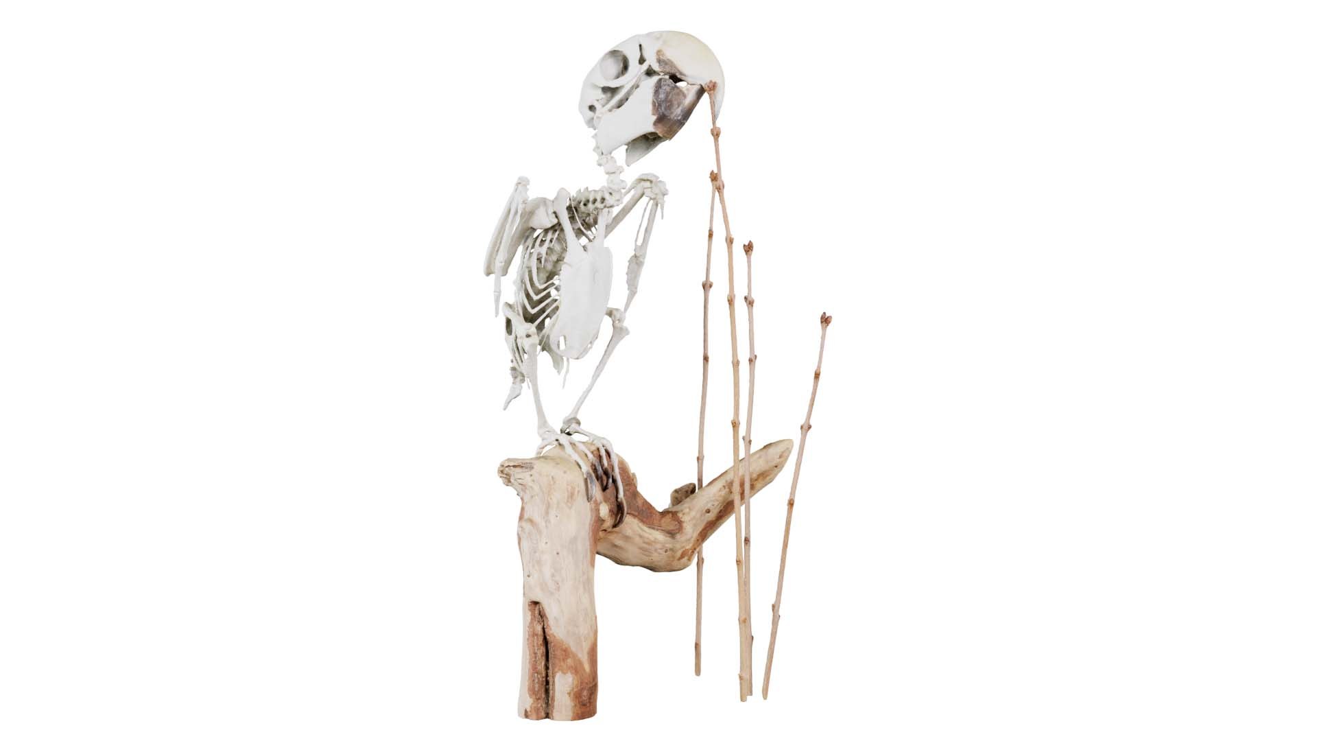 Parrot Skeleton Psittacines Remastered 3D Model - TurboSquid 2359848