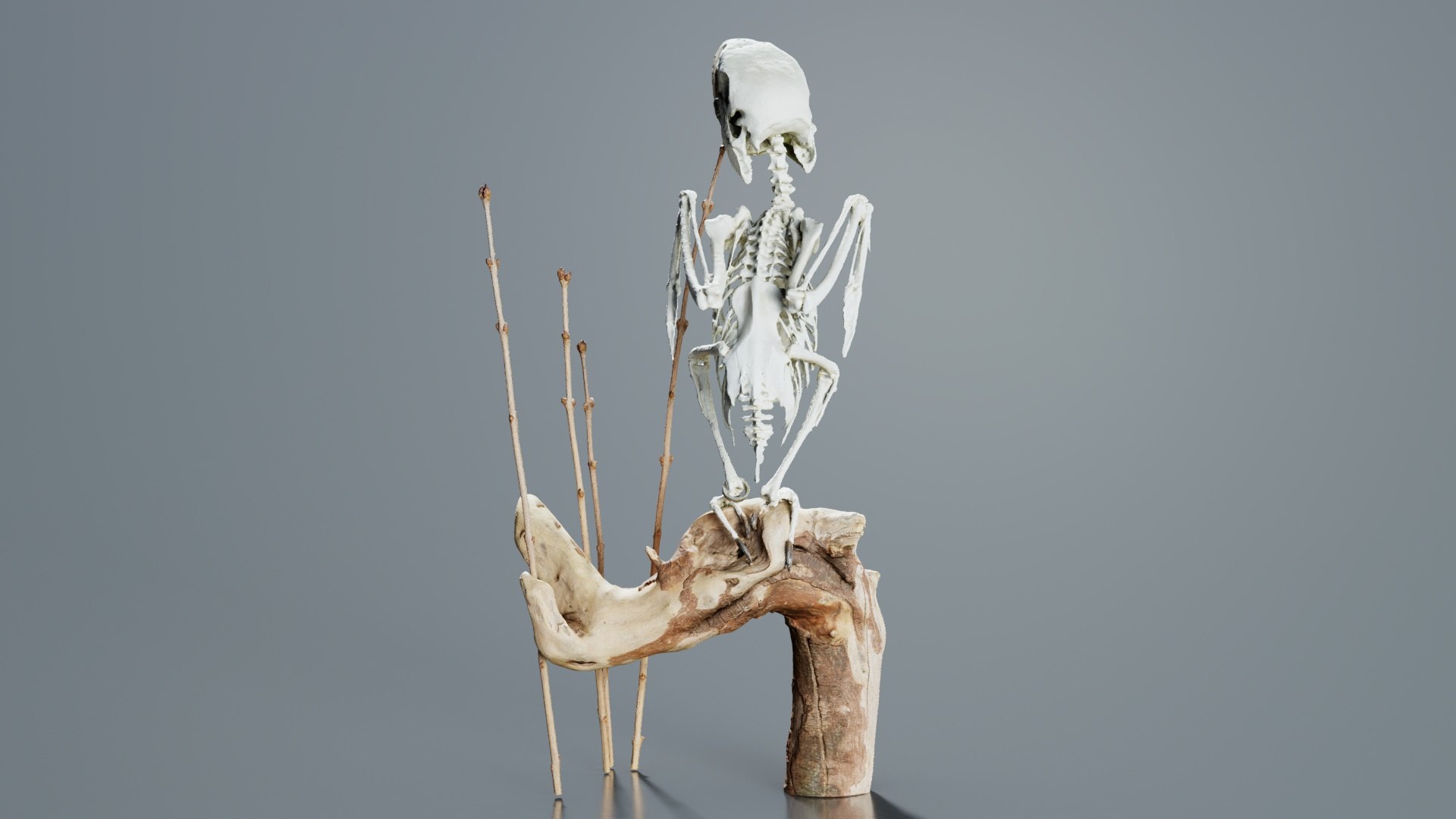 Parrot Skeleton Psittacines Remastered 3D Model - TurboSquid 2359848