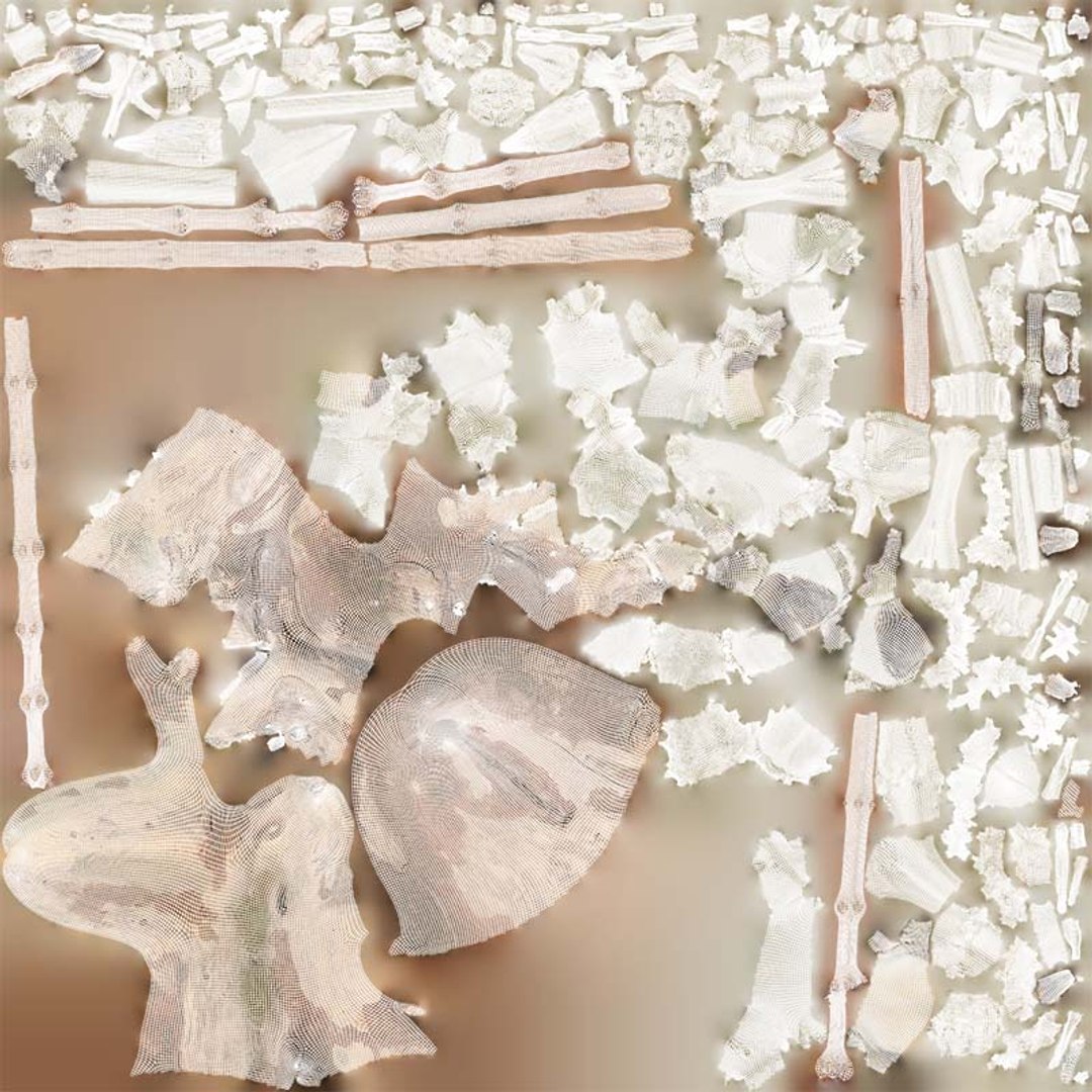 Parrot Skeleton Psittacines Remastered 3D Model - TurboSquid 2359848