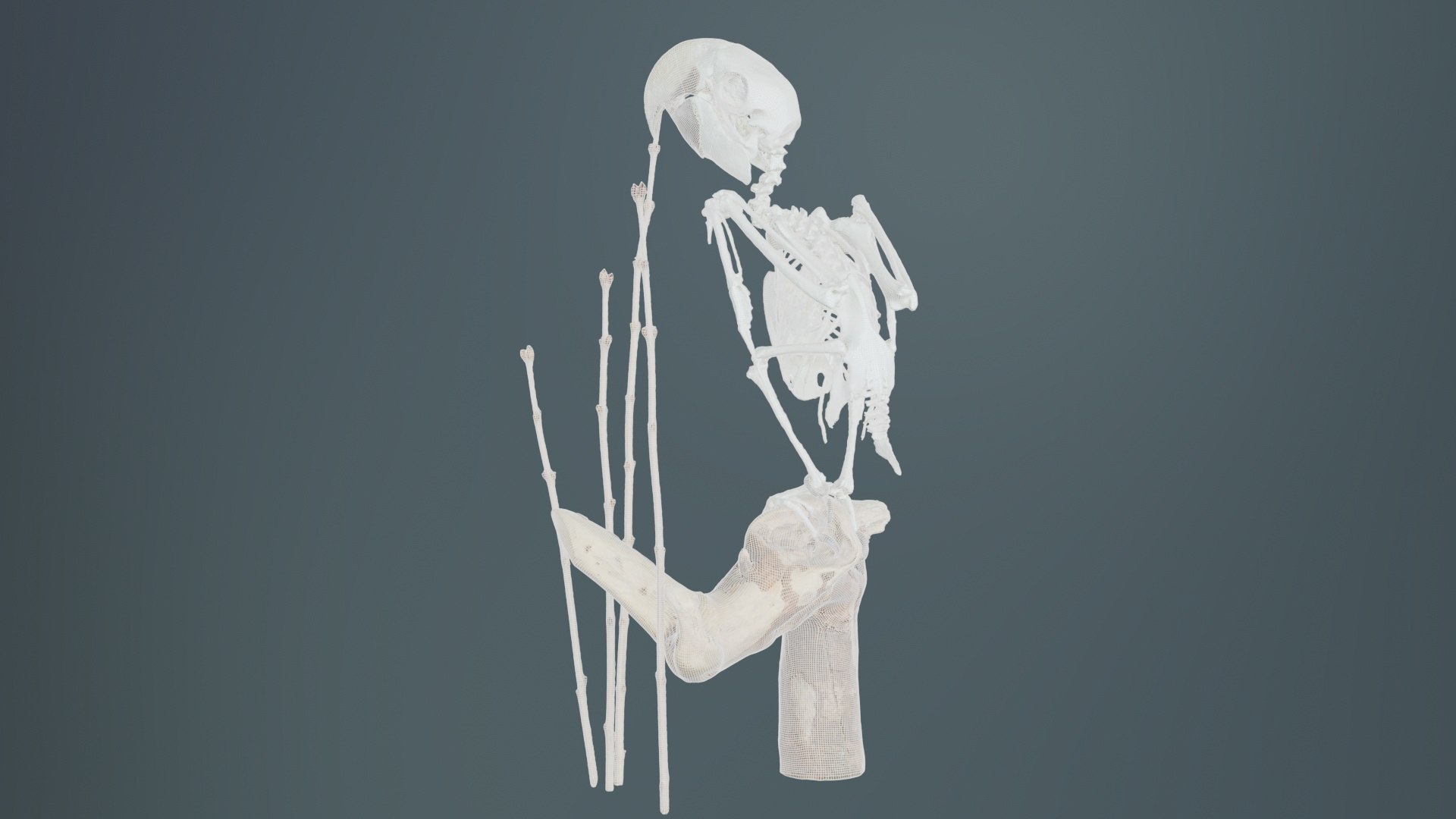 Parrot Skeleton Psittacines Remastered 3D Model - TurboSquid 2359848