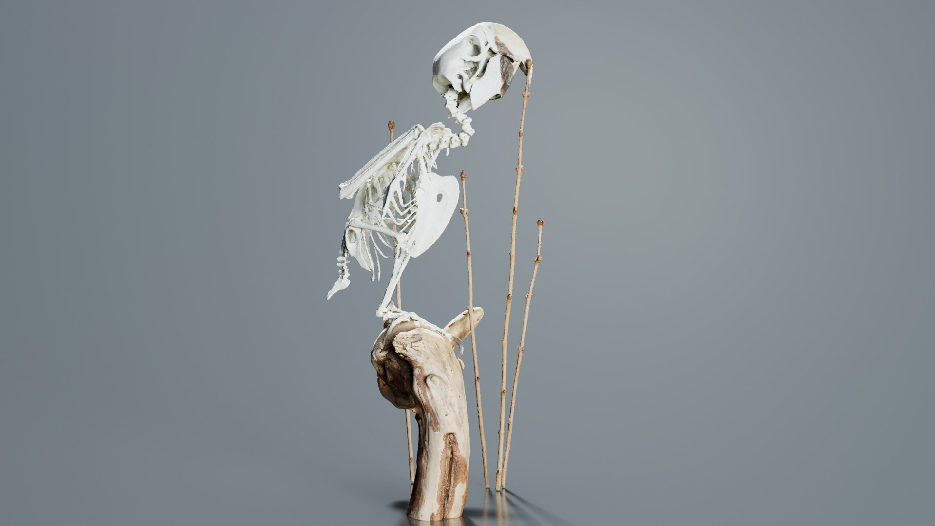 Parrot Skeleton Psittacines Remastered 3D Model - TurboSquid 2359848