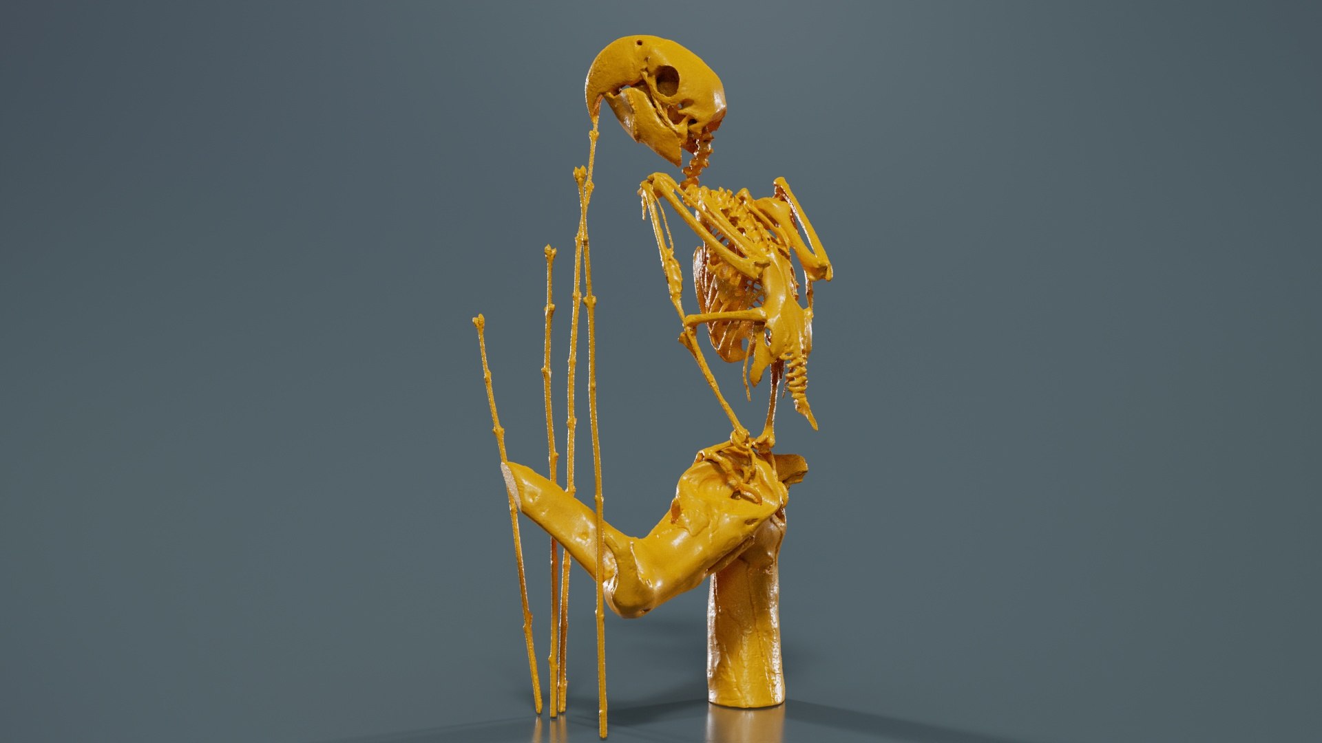 Parrot Skeleton Psittacines Remastered 3D Model - TurboSquid 2359848