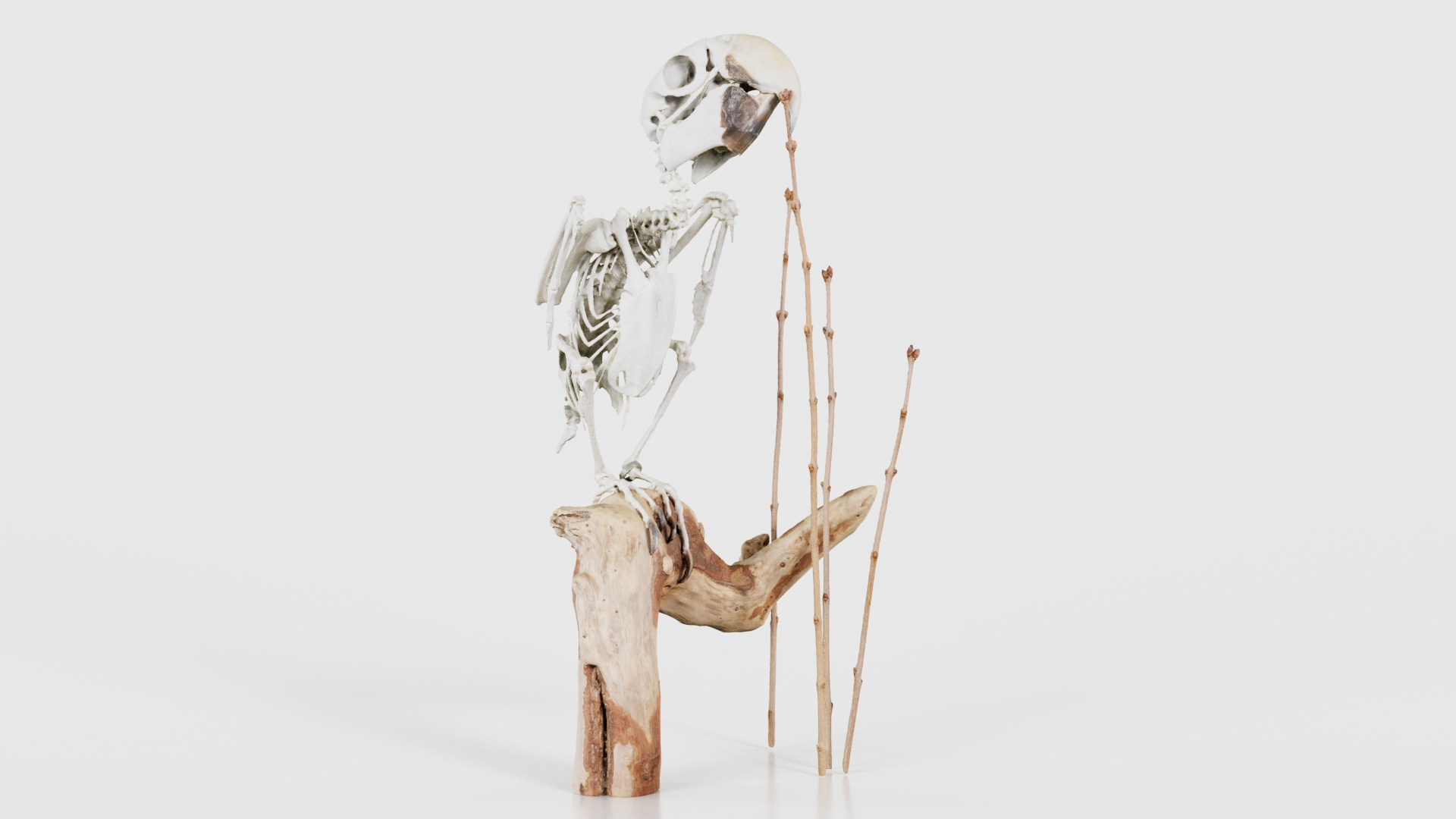 Parrot Skeleton Psittacines Remastered 3D Model - TurboSquid 2359848