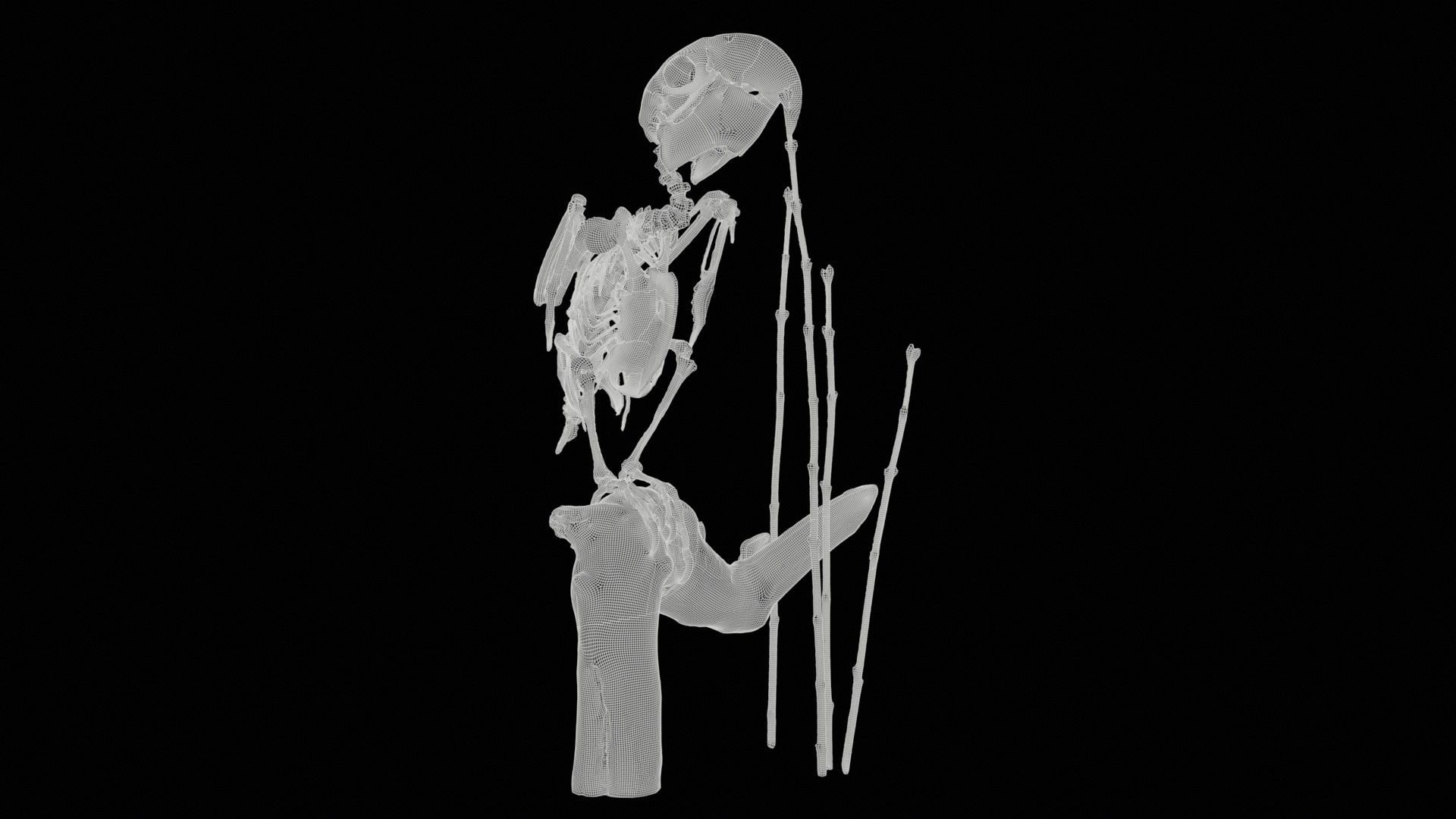 Parrot Skeleton Psittacines Remastered 3D Model - TurboSquid 2359848