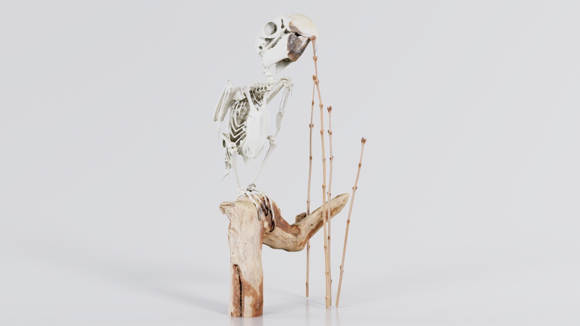 Parrot Skeleton Psittacines Remastered 3D Model - TurboSquid 2359848