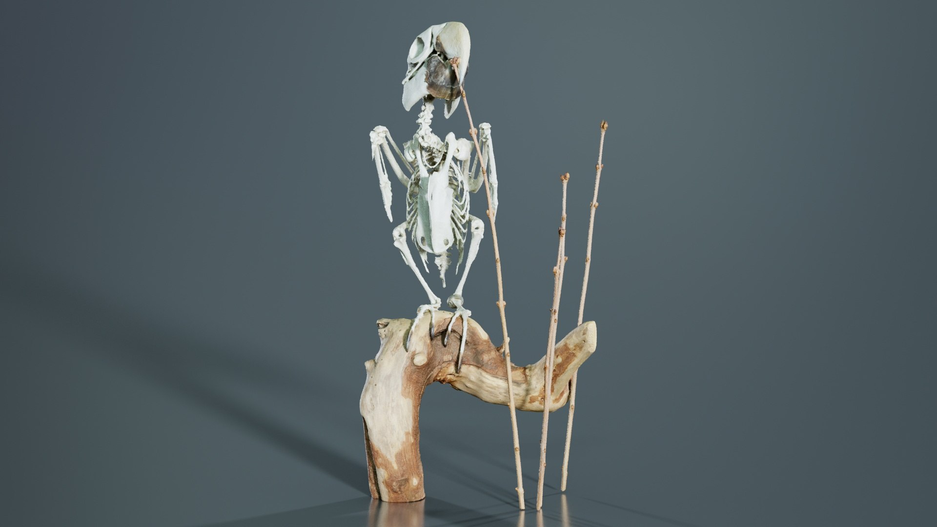 Parrot Skeleton Psittacines Remastered 3D Model - TurboSquid 2359848