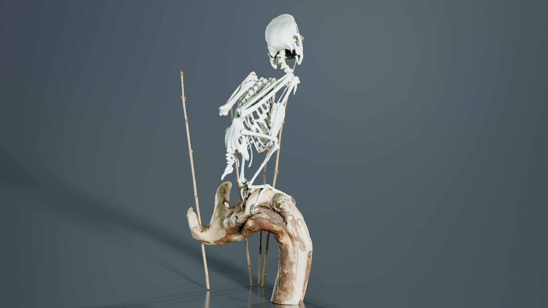 Parrot Skeleton Psittacines Remastered 3D Model - TurboSquid 2359848