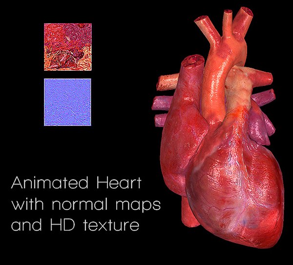 3d heart cardiac cycle