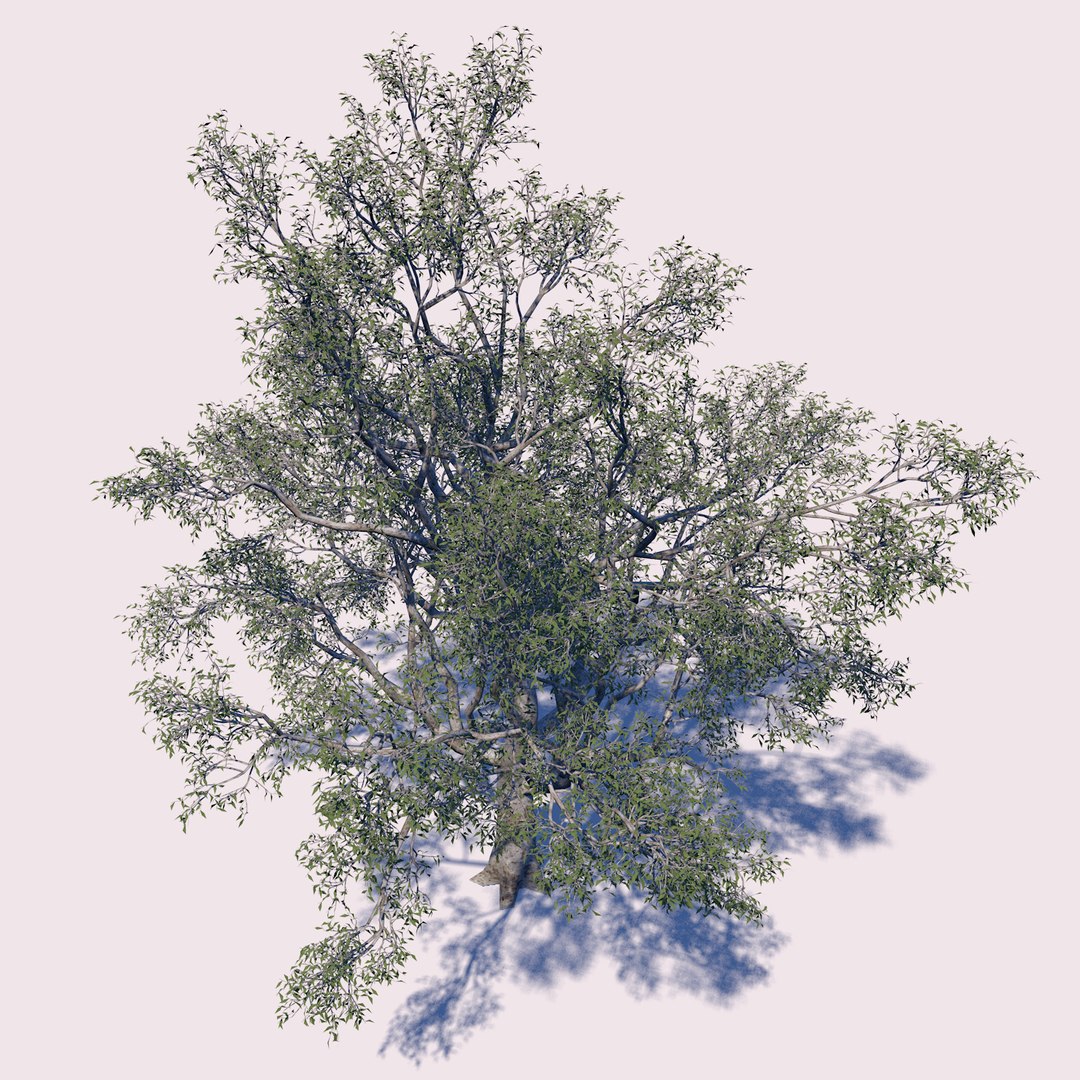 3D Sycamore Tree - TurboSquid 1288218
