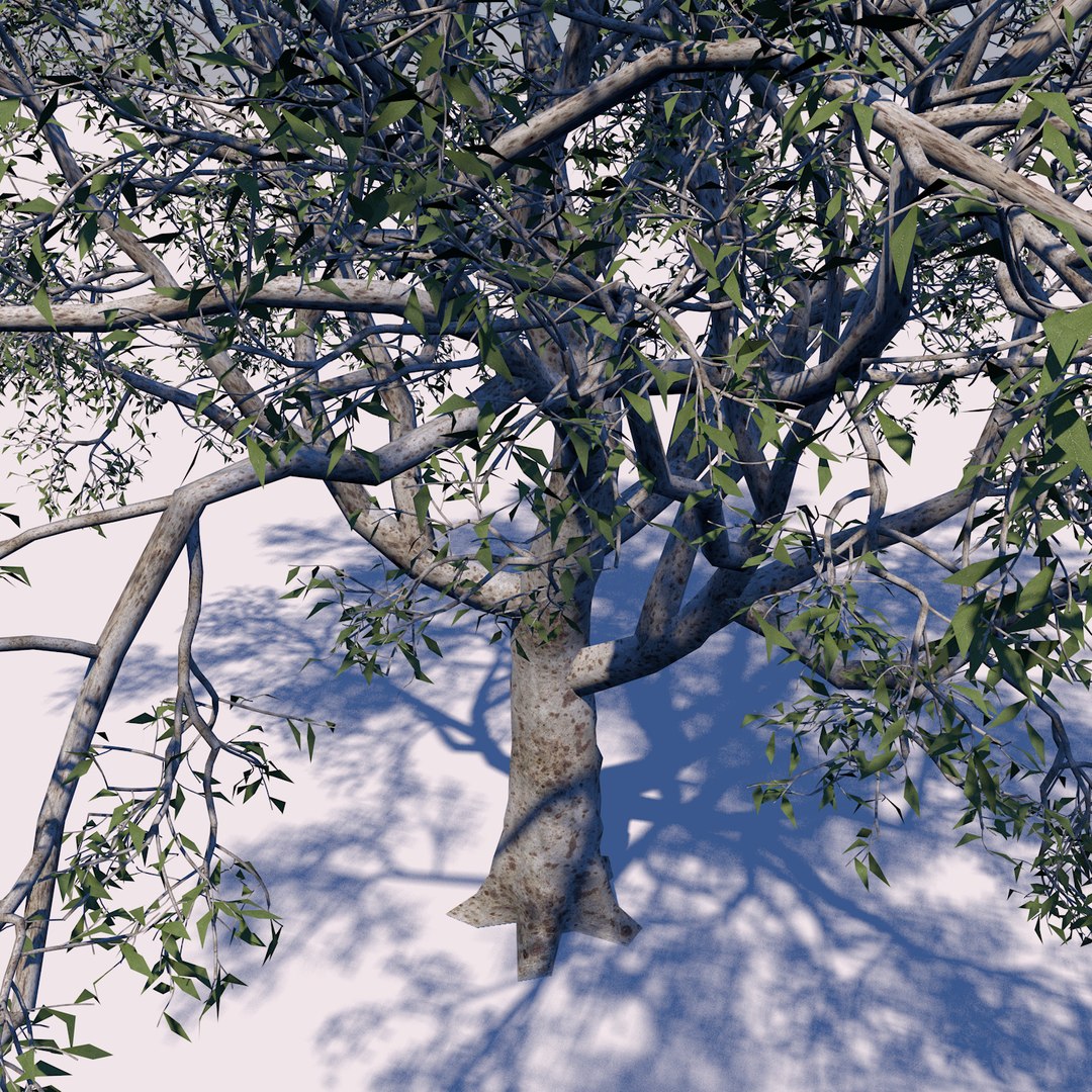 3D Sycamore Tree - TurboSquid 1288218
