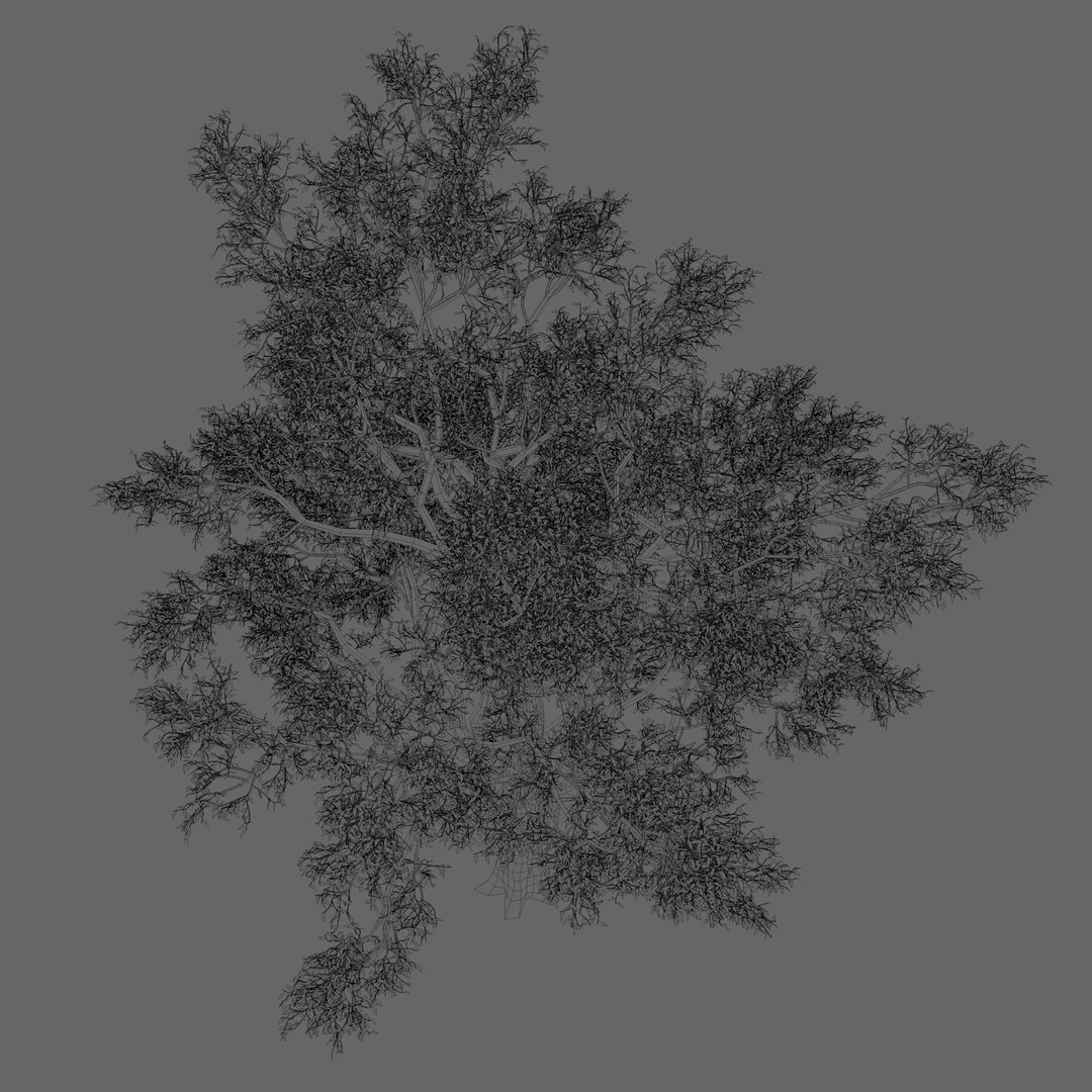 3D Sycamore Tree - TurboSquid 1288218