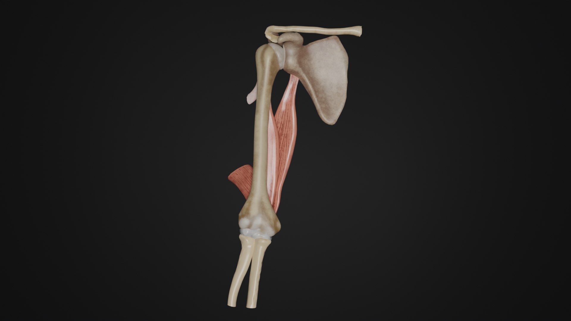3D Human Anatomy-Back Muscles Of Arm Model - TurboSquid 2217205