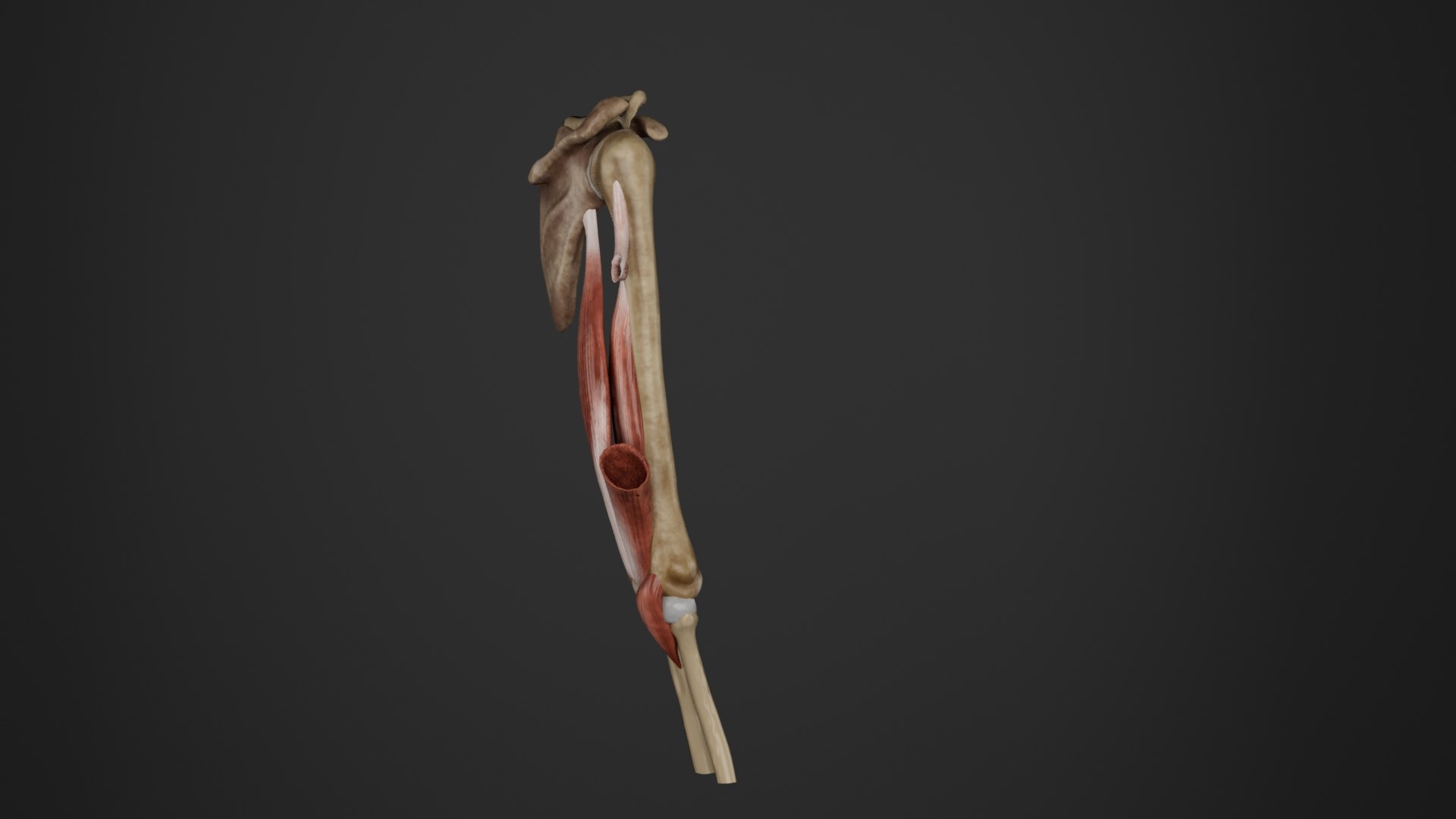 3D Human Anatomy-Back Muscles Of Arm Model - TurboSquid 2217205