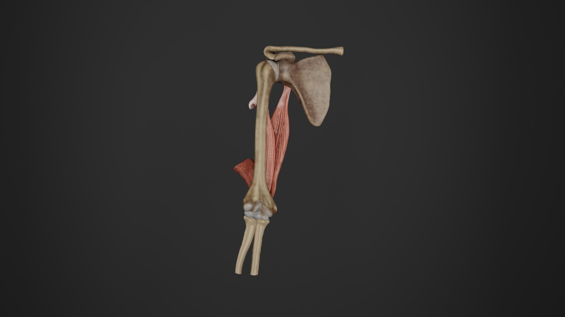 3D Human Anatomy-Back Muscles Of Arm Model - TurboSquid 2217205