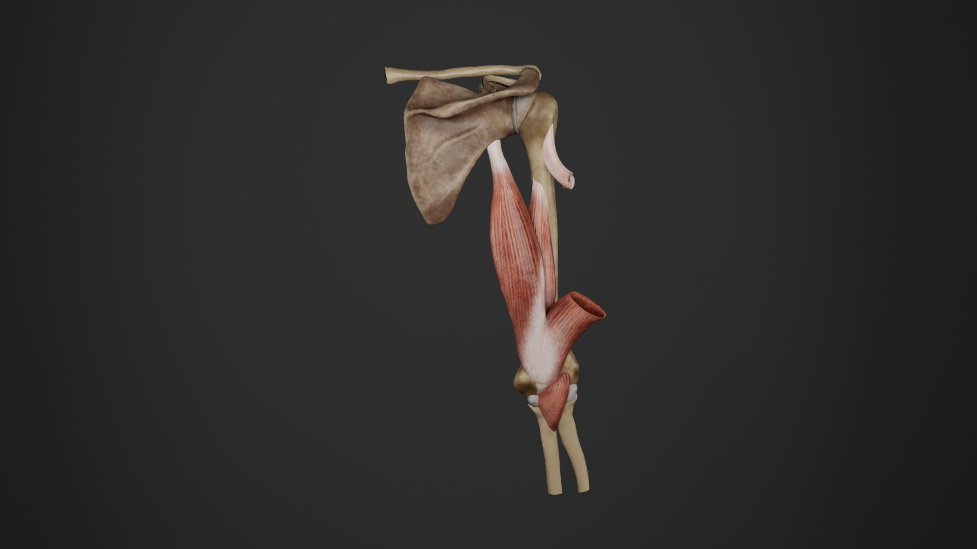 3D Human Anatomy-Back Muscles Of Arm Model - TurboSquid 2217205
